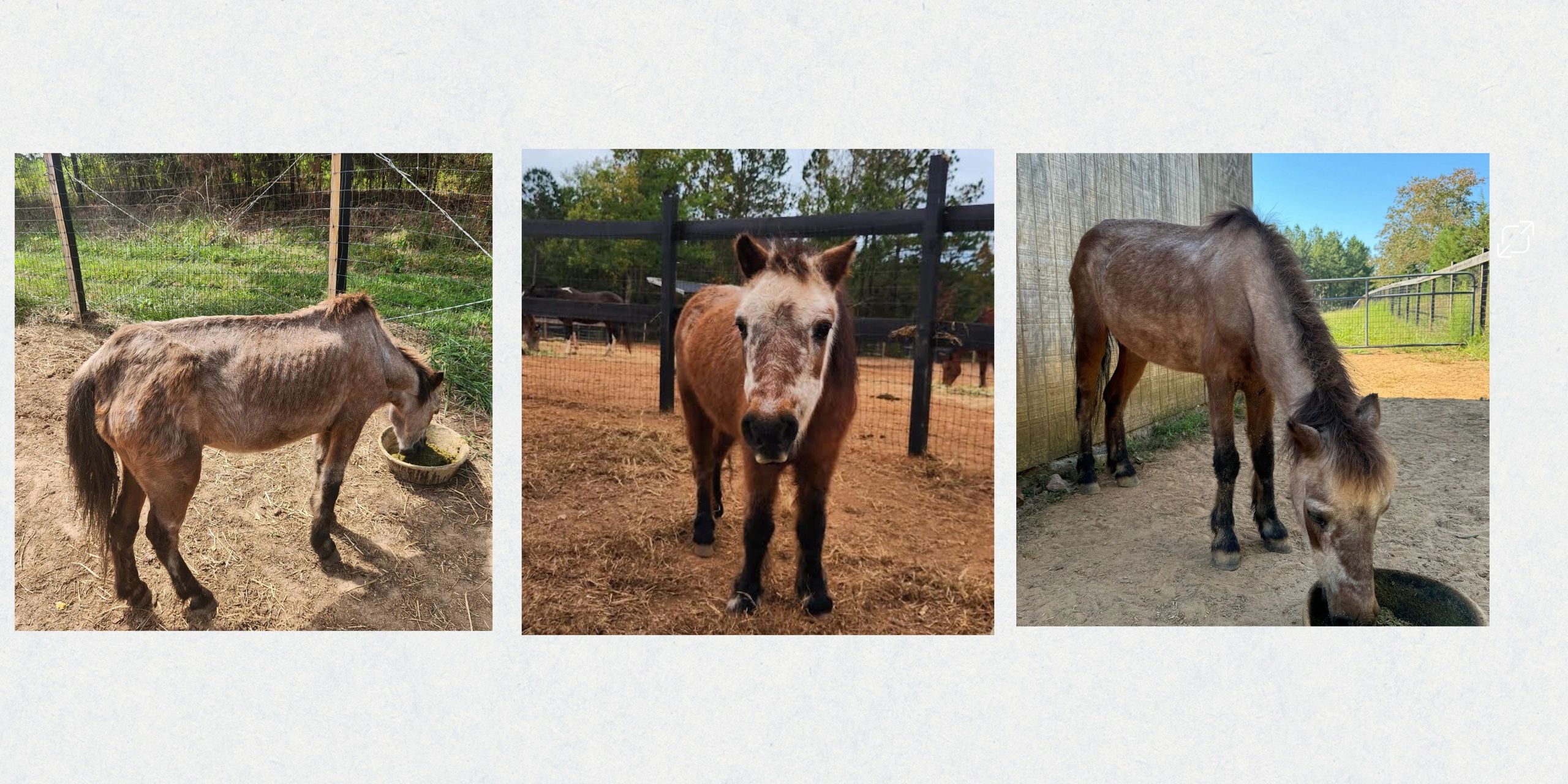 Bullet - 4 YO Jack Donkey