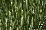 Herb Legends: Ma Huang (Ephedra)