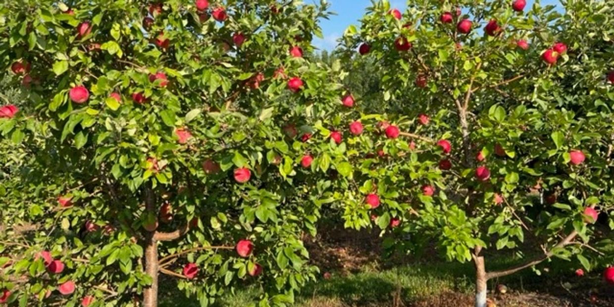 Smith Apple Farm