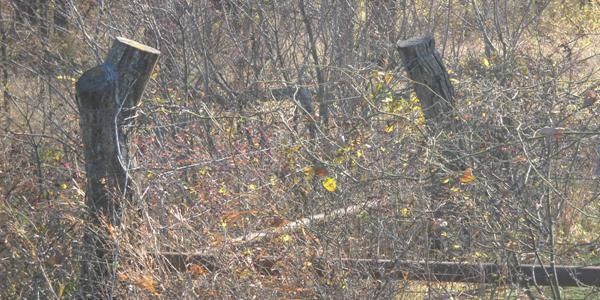 Hedge Post Farm - Quality Cut Florals