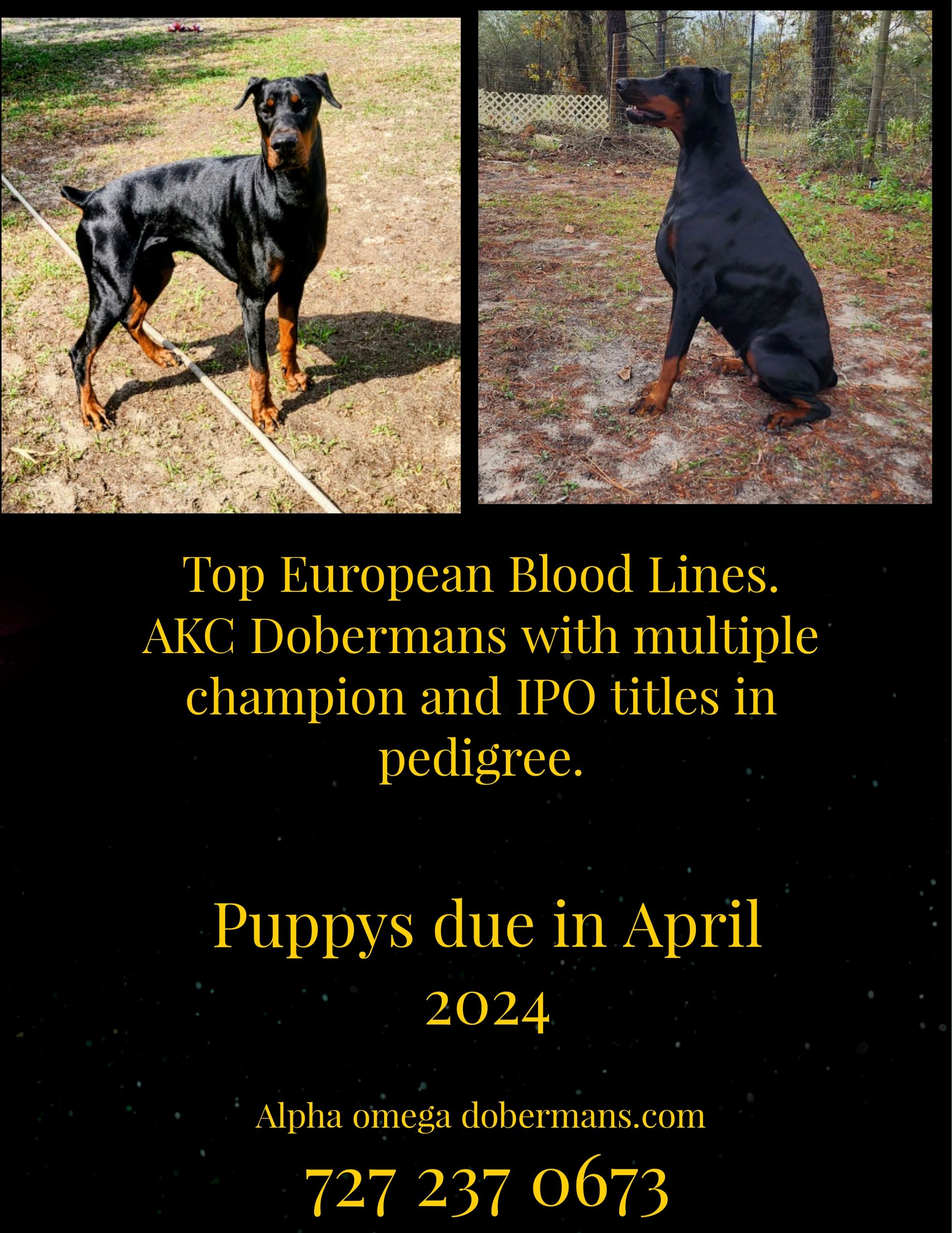 Puppys | Alpha Omega Dobermans