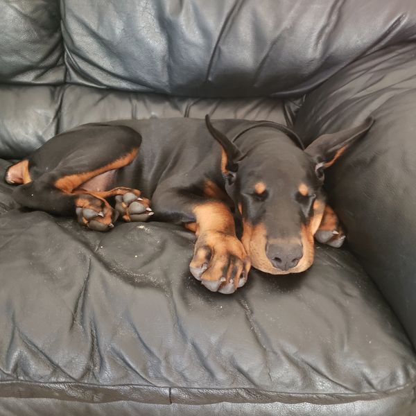 European Dobermans - Alpha Omega Dobermans