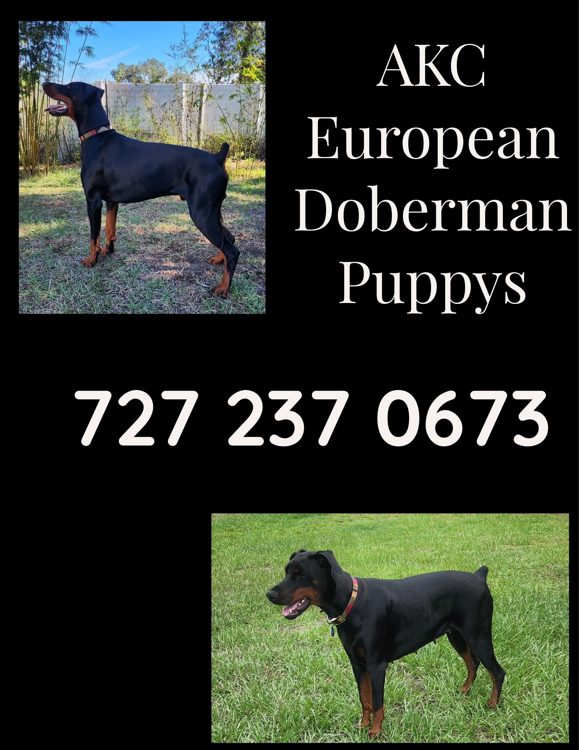 Puppys | Alpha Omega Dobermans