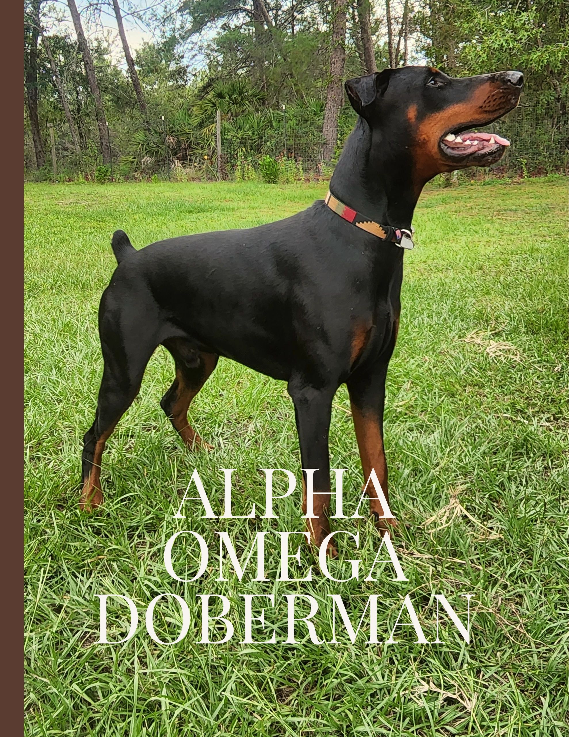 European Dobermans - Alpha Omega Dobermans