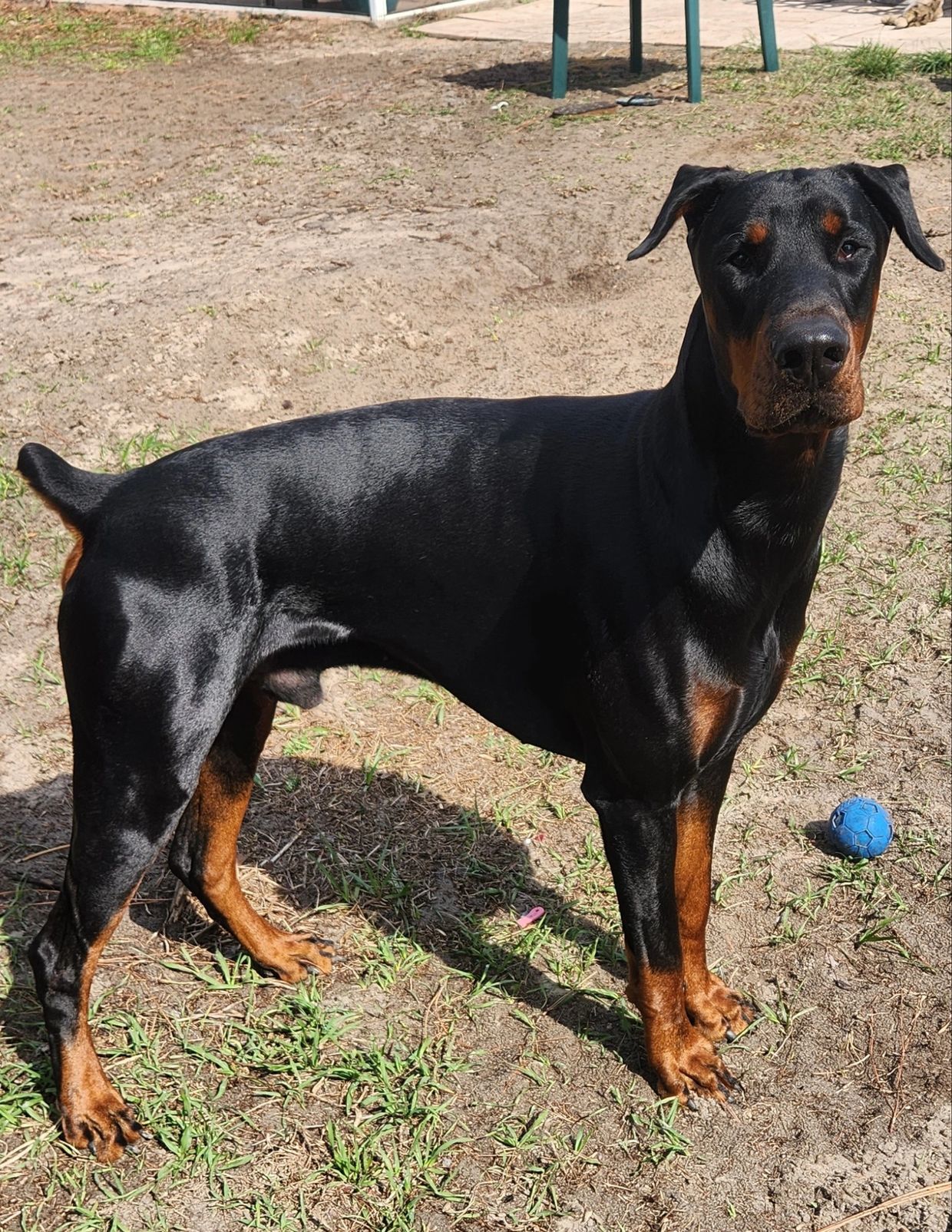 European Dobermans - Alpha Omega Dobermans
