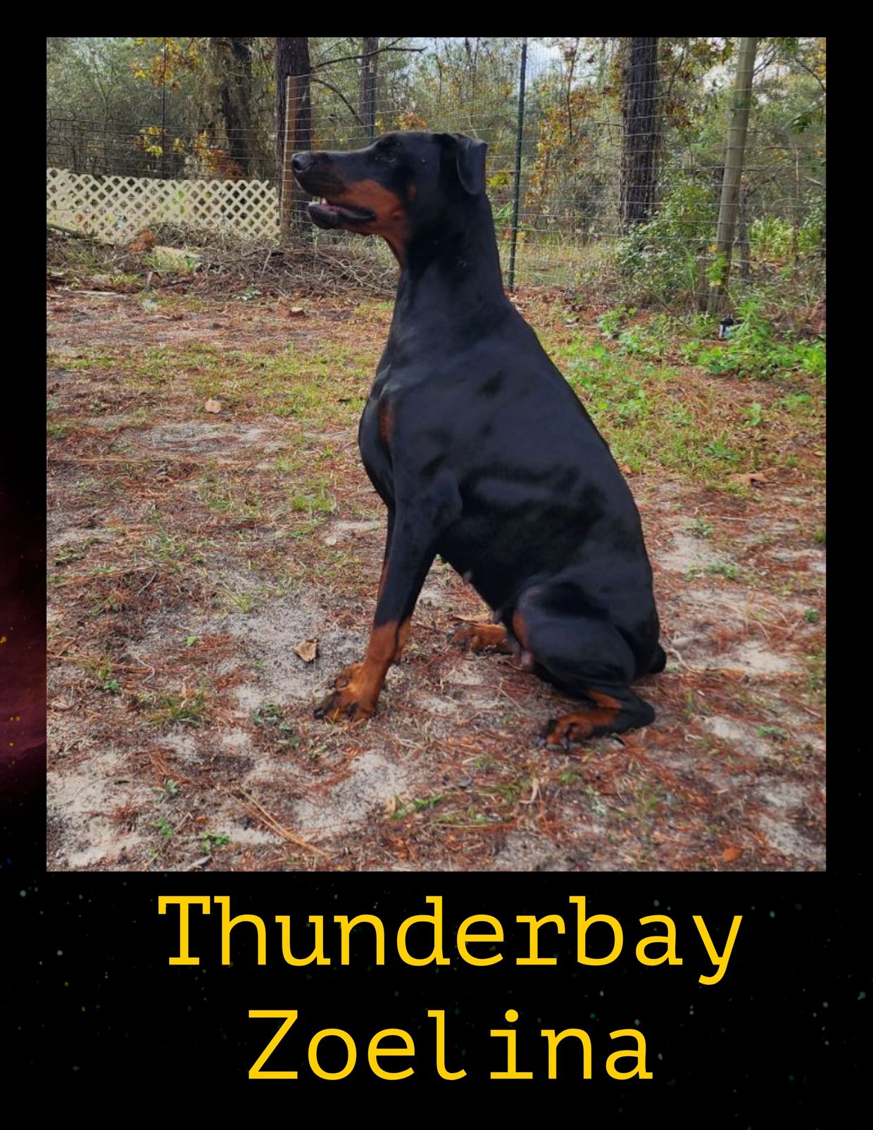 European Dobermans - Alpha Omega Dobermans