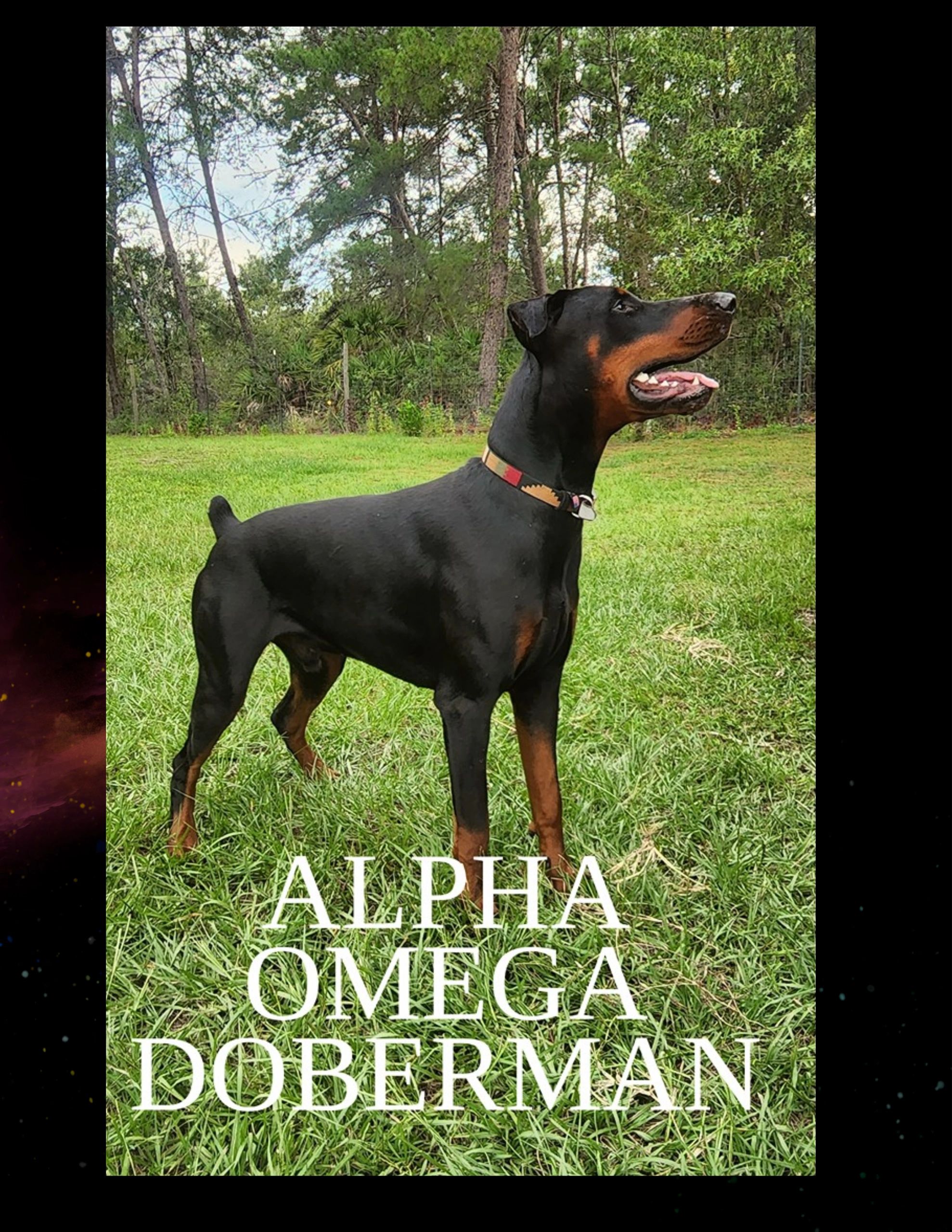 European Dobermans - Alpha Omega Dobermans