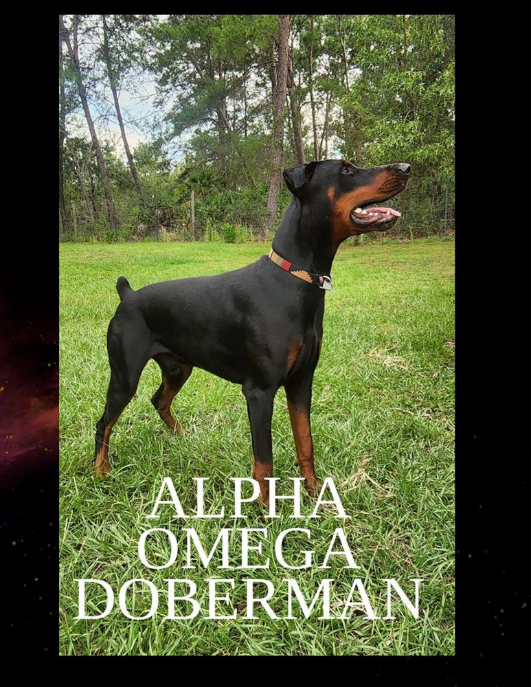 European Dobermans - Alpha Omega Dobermans