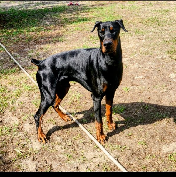 European Dobermans - Alpha Omega Dobermans