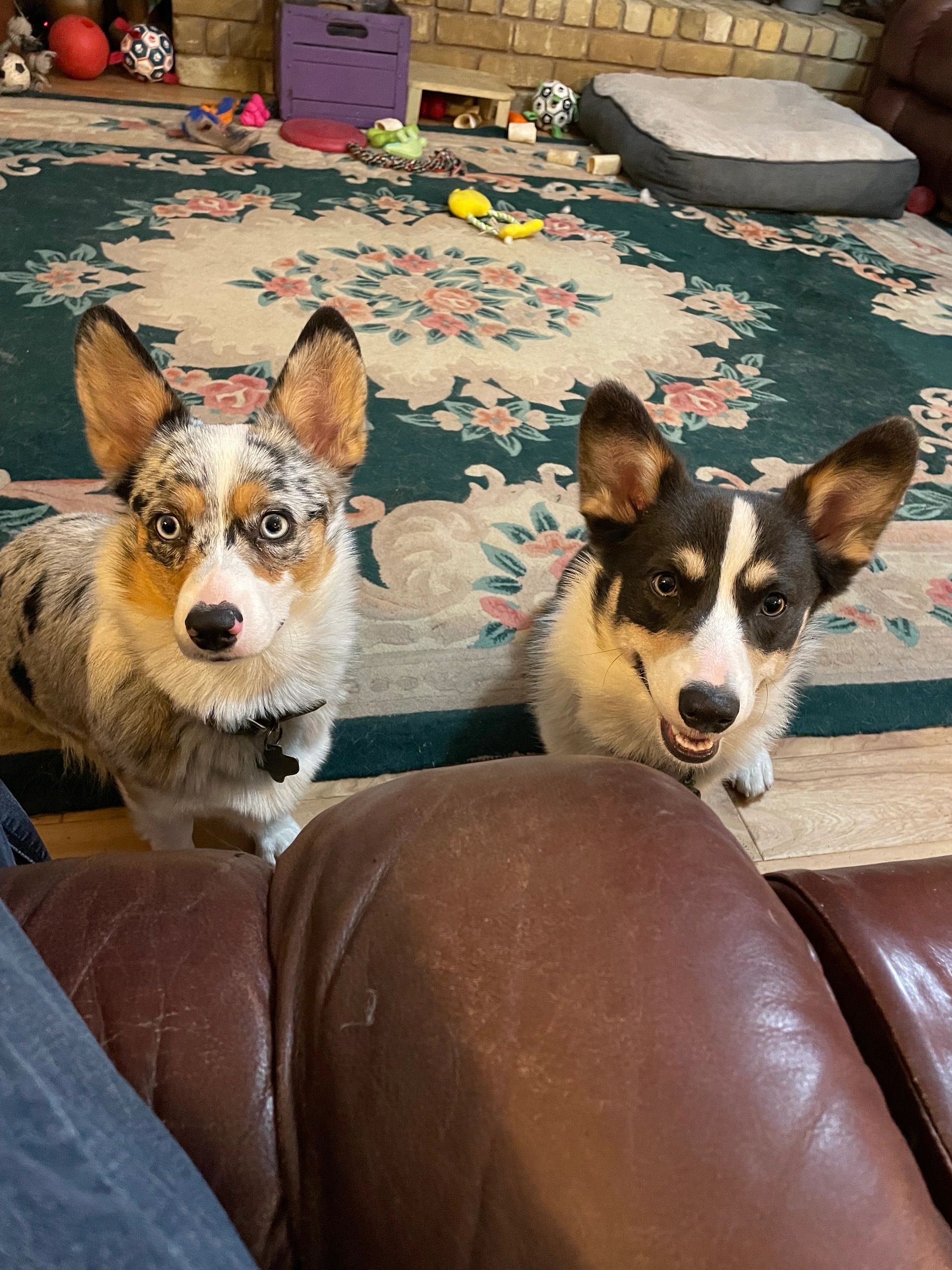 M & R Corgis of North Texas - Corgi, Breeder