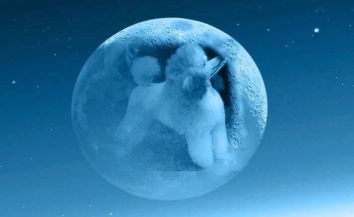 Moonstruck poodles - Miniature Poodles, Miniature poodle puppies