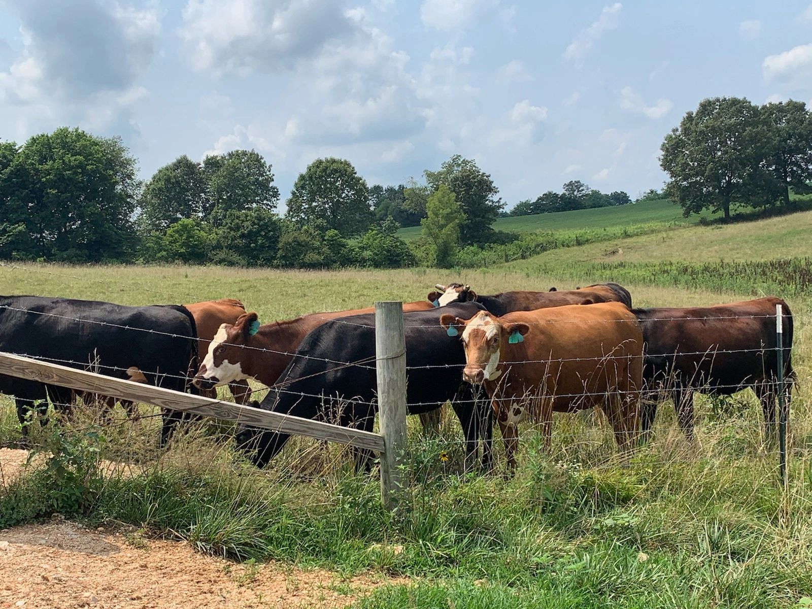 Sunny Ridge Farms LLC - Grass-Fed Beef - Jackson, Missouri