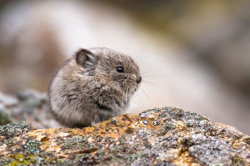 Collared Pika