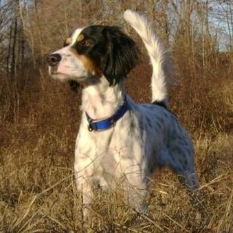 Oceanfront Dog Training in Virginia Beach - Oceanfront Dog Training