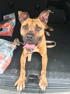 Find a Furry Friend | White Oak Animal Safe Haven