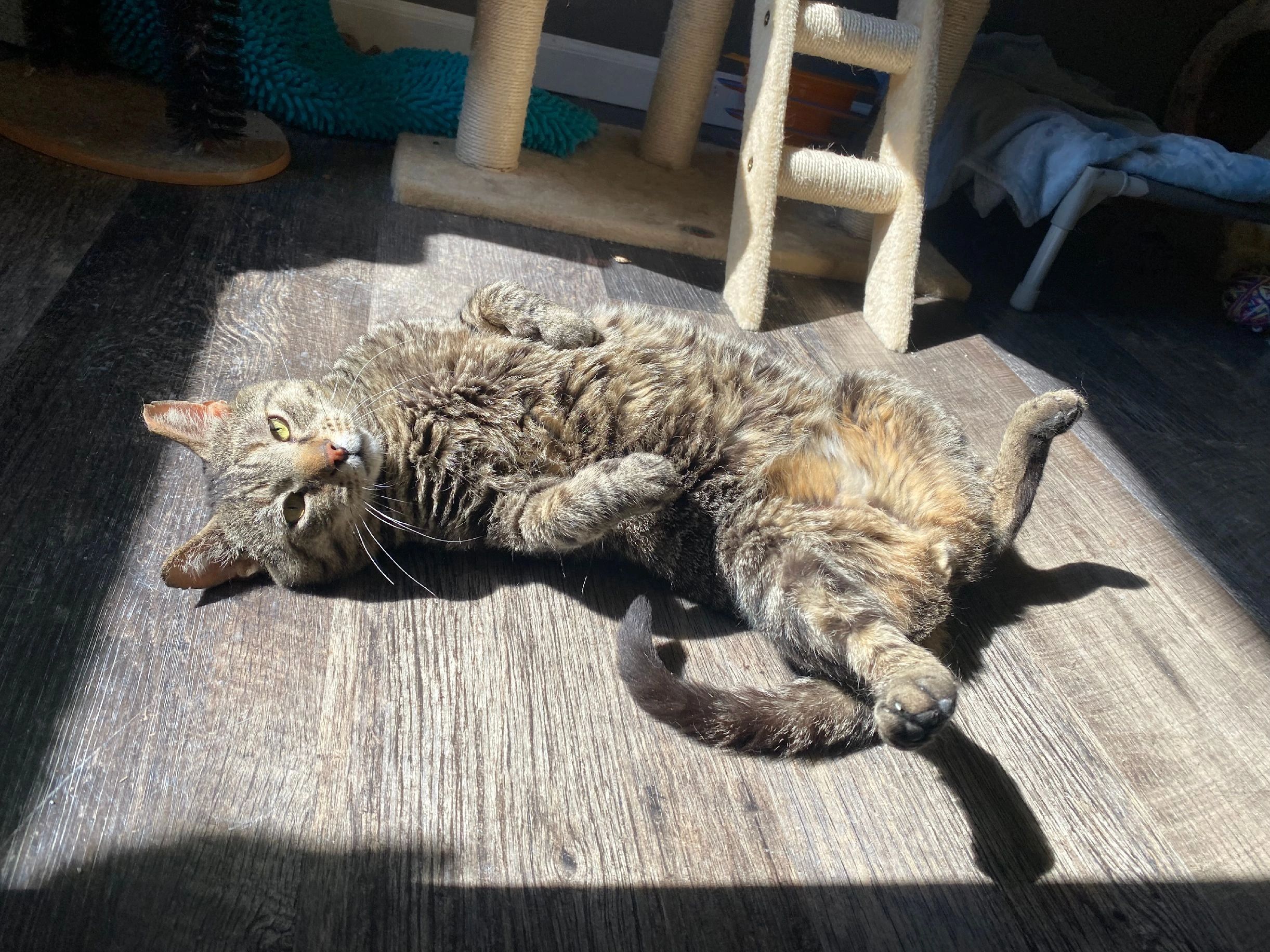 White Oak Animal Safe Haven - Animal Shelter, Animal Rescue