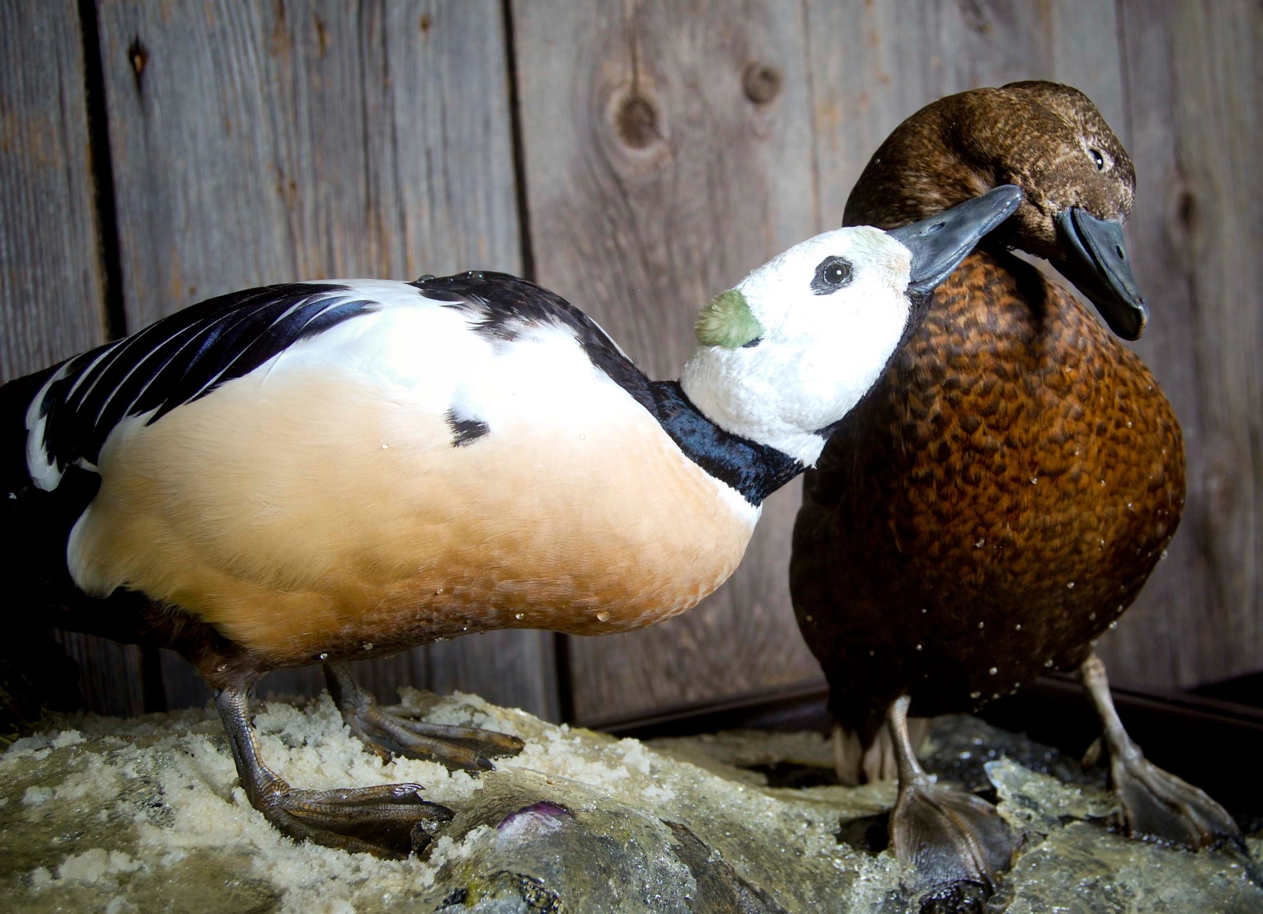 The Feather Works Taxidermy Studio