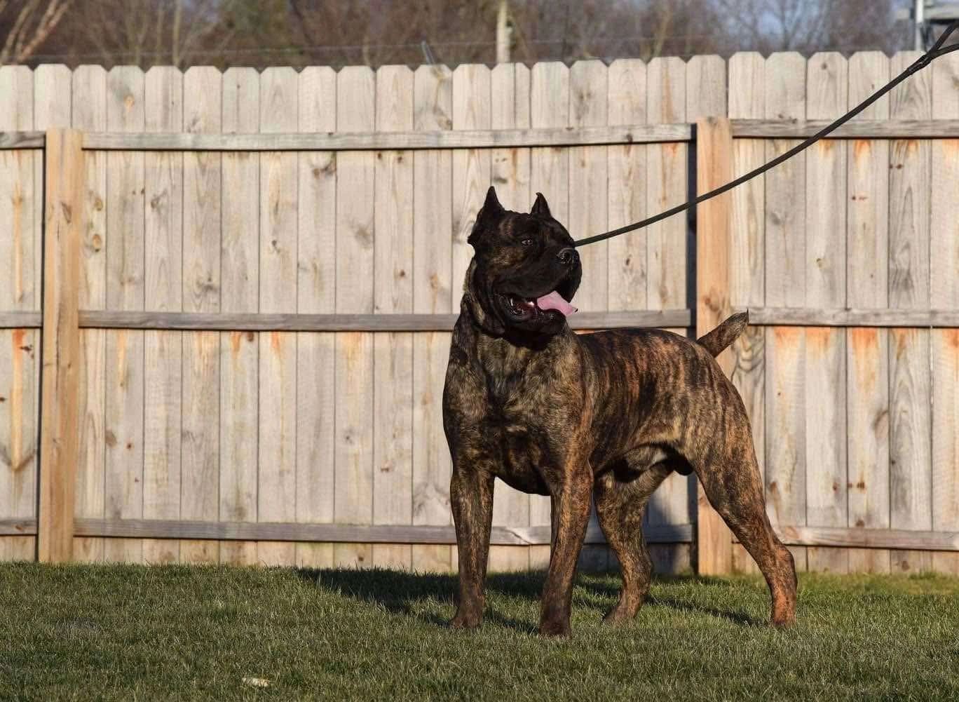 Our Males | Currie Farms Cane Corso