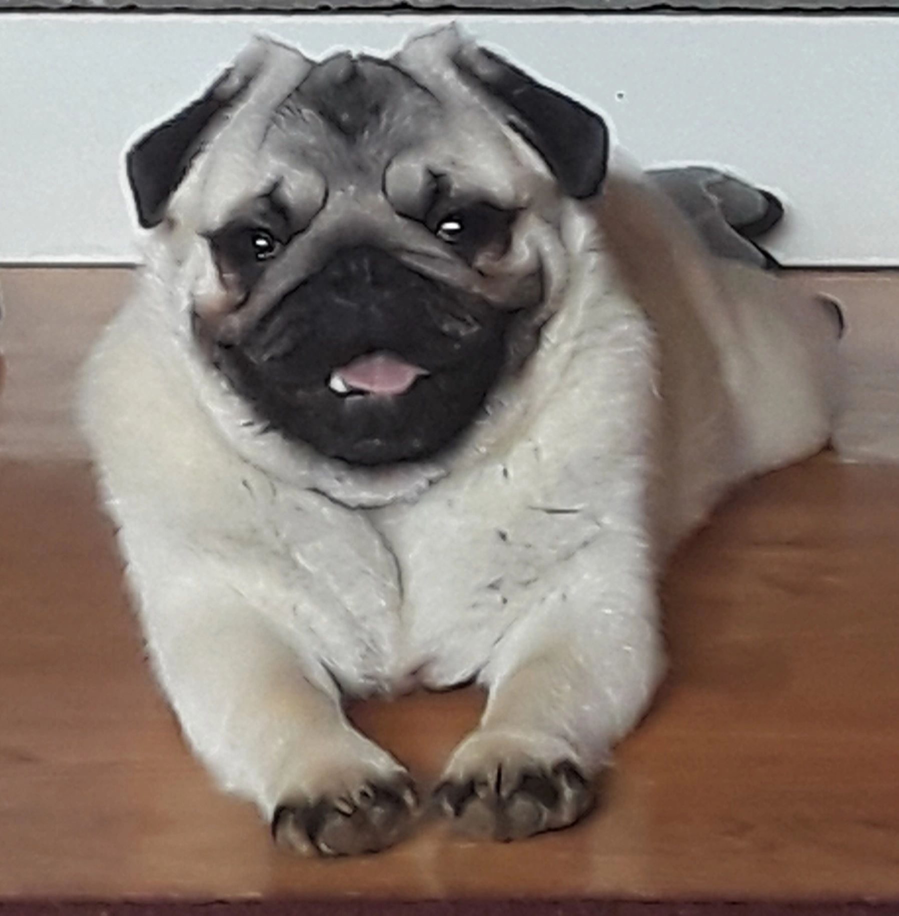 PUGS "R" US BY TABITHA - Pugs Puppies for Sale, Pug Puppies, Pug