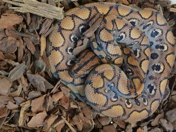 Reptile, Pythons, Boas, Hognose - DM Reptiles - Plymouth, England