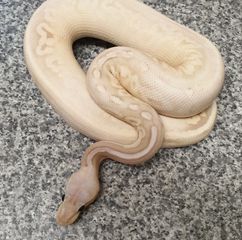 Reptile, Pythons, Boas, Hognose - DM Reptiles - Plymouth, England | DM ...