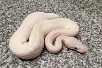 Reptile, Pythons, Boas, Hognose - DM Reptiles - Plymouth, England | DM ...