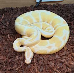 Reptile, Pythons, Boas, Hognose - DM Reptiles - Plymouth, England | DM ...