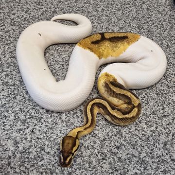 Reptile, Pythons, Boas, Hognose - DM Reptiles - Plymouth, England