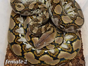 Reptile, Pythons, Boas, Hognose - DM Reptiles - Plymouth, England