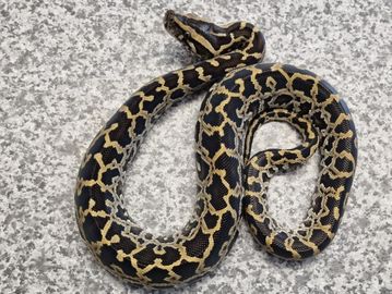 Reptile, Pythons, Boas, Hognose - DM Reptiles - Plymouth, England
