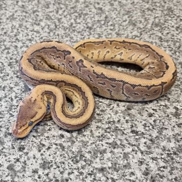 Reptile, Pythons, Boas, Hognose - DM Reptiles - Plymouth, England