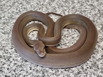 Reptile, Pythons, Boas, Hognose - DM Reptiles - Plymouth, England