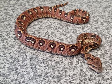 Reptile, Pythons, Boas, Hognose - DM Reptiles - Plymouth, England