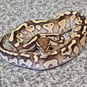Reptile, Pythons, Boas, Hognose - DM Reptiles - Plymouth, England