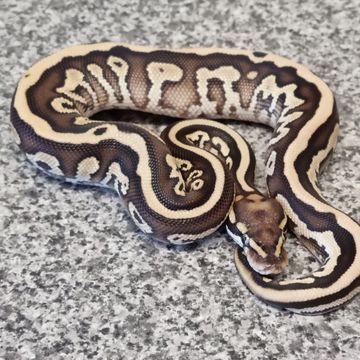 Reptile, Pythons, Boas, Hognose - DM Reptiles - Plymouth, England