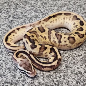 Reptile, Pythons, Boas, Hognose - DM Reptiles - Plymouth, England