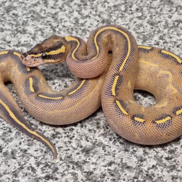 Reptile, Pythons, Boas, Hognose - DM Reptiles - Plymouth, England