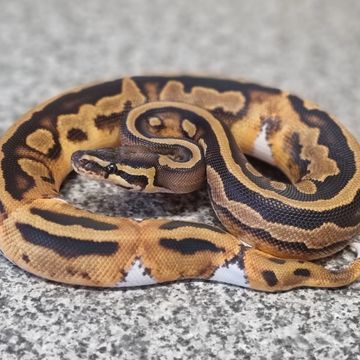 Reptile, Pythons, Boas, Hognose - DM Reptiles - Plymouth, England