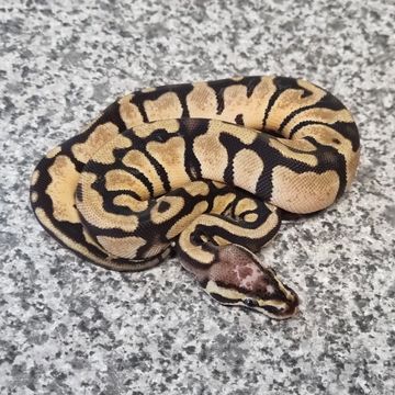 Reptile, Pythons, Boas, Hognose - DM Reptiles - Plymouth, England