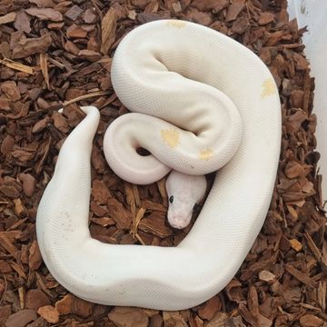 Reptile, Pythons, Boas, Hognose - DM Reptiles - Plymouth, England