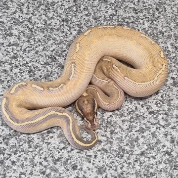 Reptile, Pythons, Boas, Hognose - DM Reptiles - Plymouth, England