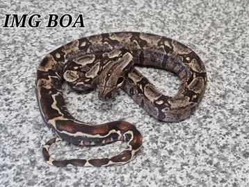 Reptile, Pythons, Boas, Hognose - DM Reptiles - Plymouth, England