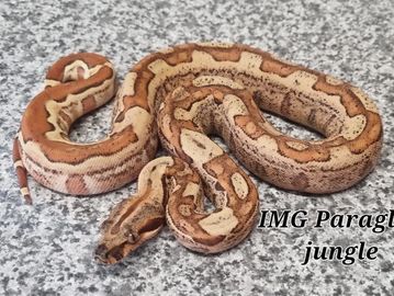 Reptile, Pythons, Boas, Hognose - DM Reptiles - Plymouth, England