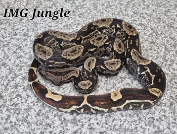Reptile, Pythons, Boas, Hognose - DM Reptiles - Plymouth, England