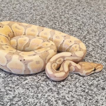 Reptile, Pythons, Boas, Hognose - DM Reptiles - Plymouth, England
