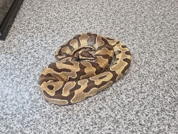Reptile, Pythons, Boas, Hognose - DM Reptiles - Plymouth, England