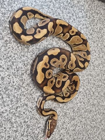 Reptile, Pythons, Boas, Hognose - DM Reptiles - Plymouth, England