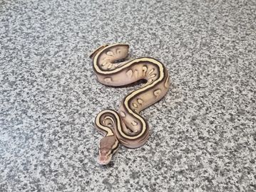 Reptile, Pythons, Boas, Hognose - DM Reptiles - Plymouth, England
