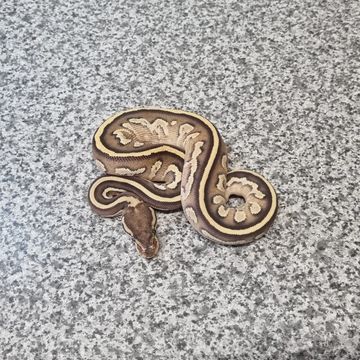 Reptile, Pythons, Boas, Hognose - DM Reptiles - Plymouth, England