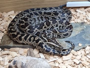 Reptile, Pythons, Boas, Hognose - DM Reptiles - Plymouth, England